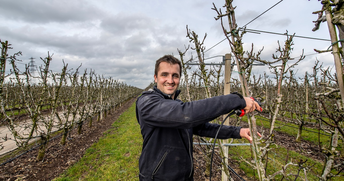 Eerst vooral supporter, nu schittert fruitteler Arco zelf in de ...