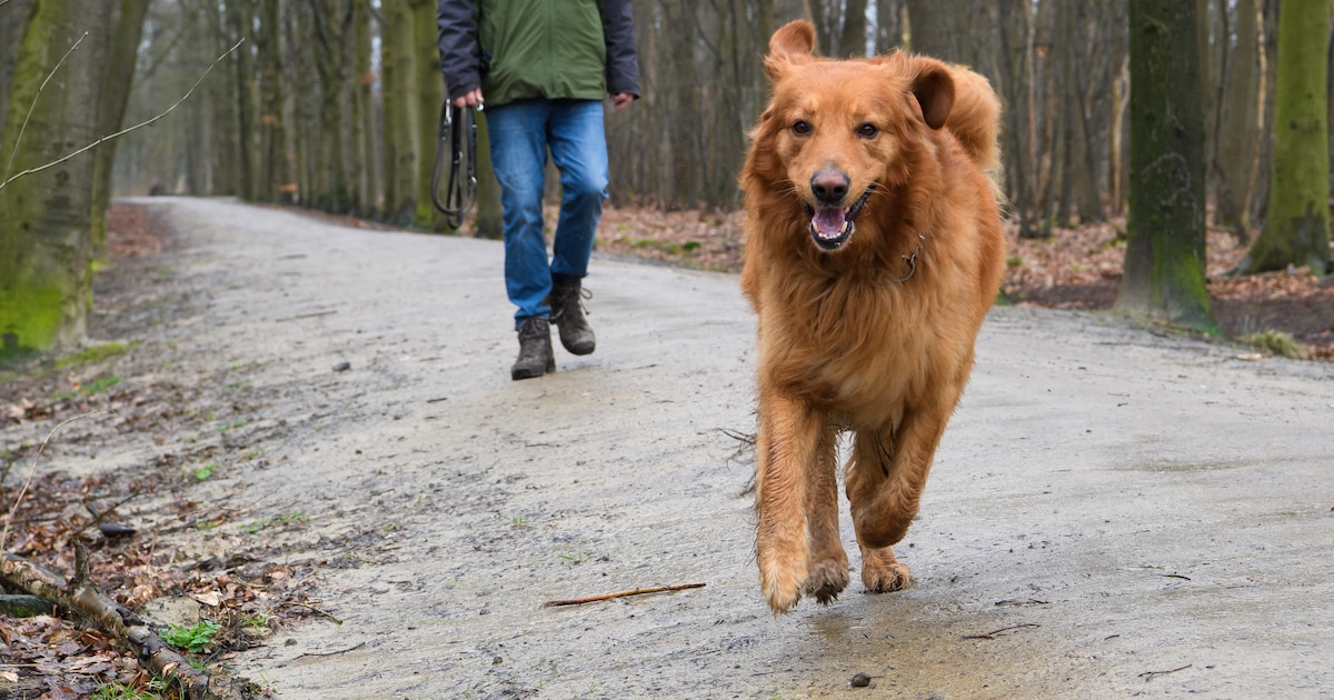 Honden los in Renkumse bossen? Gemeenteraad komt met compromis: advies ...