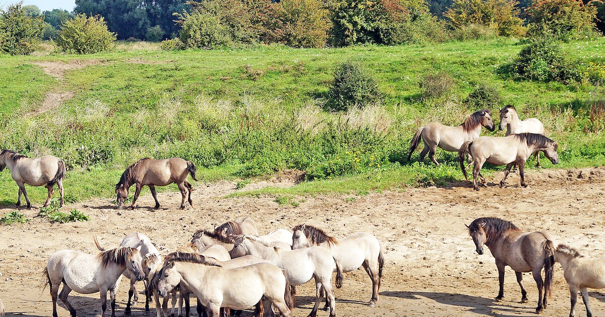 Varen met De Blauwe Bever naar de Blauwe Kamer | Rhenen | De ...
