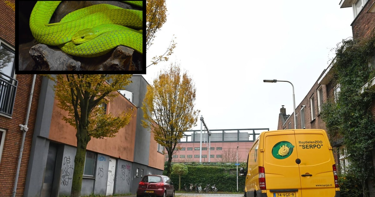 Zoektocht naar zeer giftige slang die ontsnapte uit woning, inzet ...