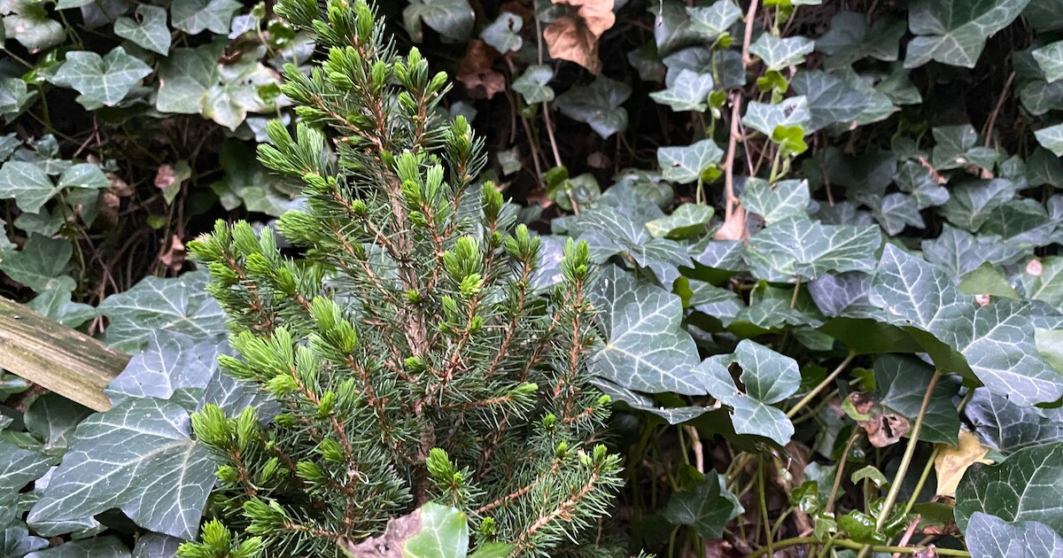 Ik wist het toen van binnen ook al: deze aankoop levert alleen maar ...