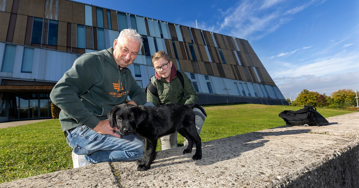 Labradorpup Max vrolijkt leerlingen Metzo College op: ‘Knuffelen met de ...