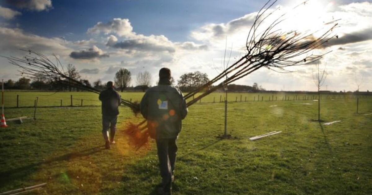 Schaap slaapt onder Hollandse glorie | Rivierenland | De Gelderlander.nl