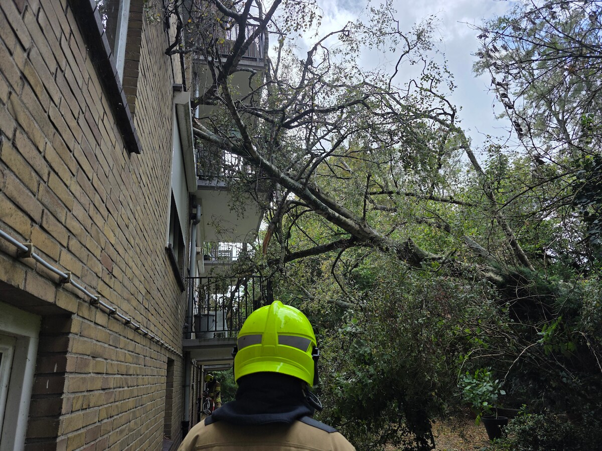 Bomen waaien om, auto geplet en flitspaal omver: wind houdt flink huis ...