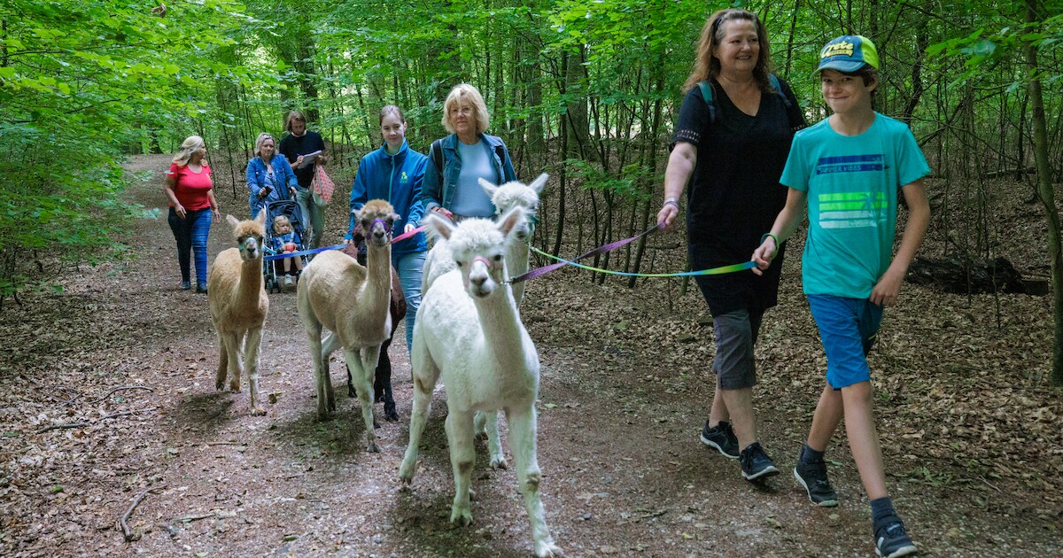 Intiem wandelen met alpaca's: van genderneutrale Pearl tot Pinokkio met ...
