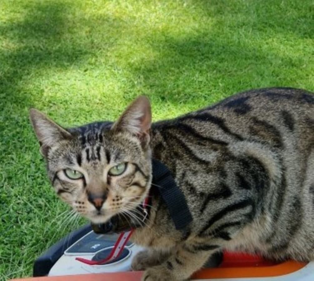 Heb jij Otje, Pip of Poes gezien? Deze drie huisdieren worden in ...