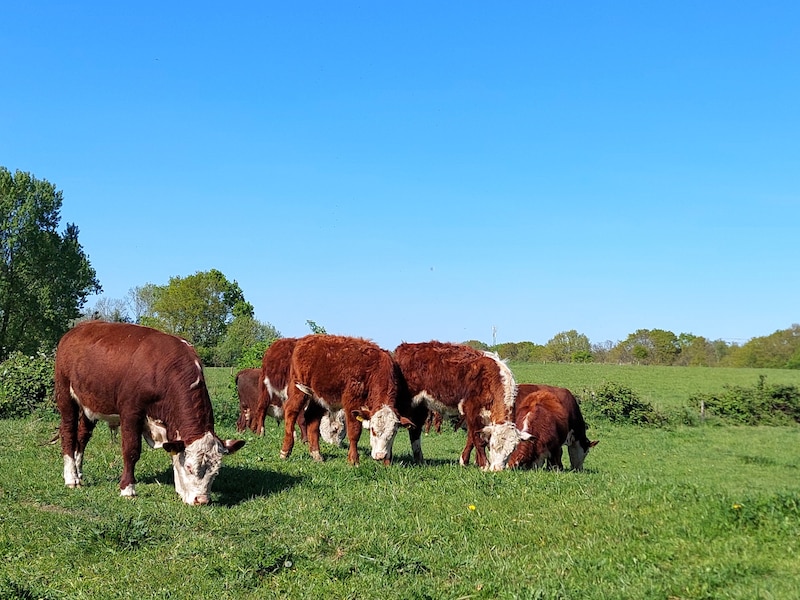 BOE-iend verhaal: deze bijzondere koeien lopen in het Bergse Markiezaat ...