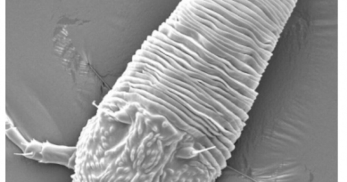 Spinachtig diertje van 0,1 millimeter moet deze uitheemse woekerplant ...