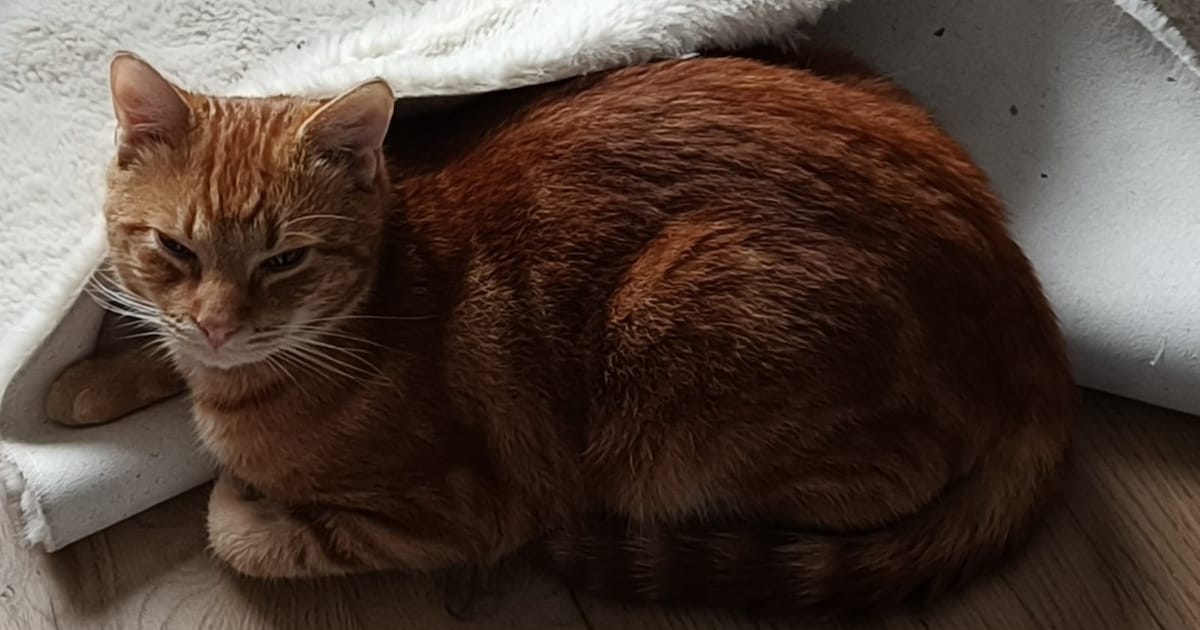 Heb jij Azraël gezien? Dit huisdier wordt in Aalten vermist | Regio ...