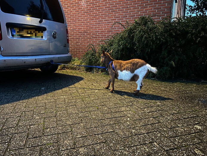 Pascal en moeder komen in actie als ze iets opvallends op straat zien ...