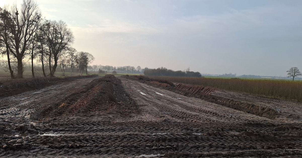 Akker van kweker Johan leeggeroofd: 2500 planten weg, dieven slaan toe ...