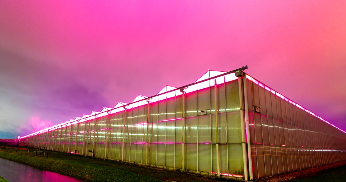 Zie je ook weleens een gekke roze gloed in de lucht bij Huissen? Hier ...