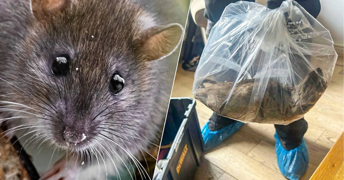 Ratten zo groot als huiskatten rukken op, volgens experts is dat niet ...