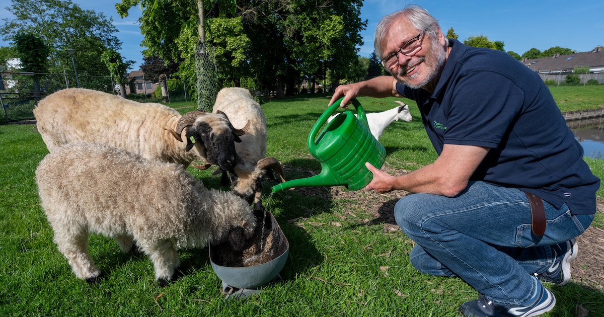 Advies dierenarts voor hete dagen: ‘Na 10.00 uur nog wandelen met je ...