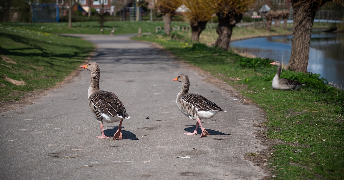 Nieuwe Gelderse ganzentaxi’s moeten zorgen voor meer wilde gans op jouw ...