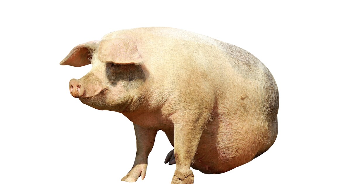 Van elke varkenspoot sneed hij zes lange plakken | Maas en Waal | De ...