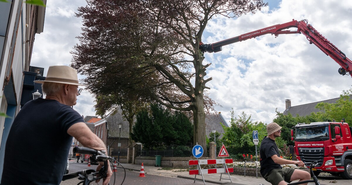 Waalwijkse reus van ruim 125 jaar gekapt: ‘Een prachtboom, maar ziek en ...