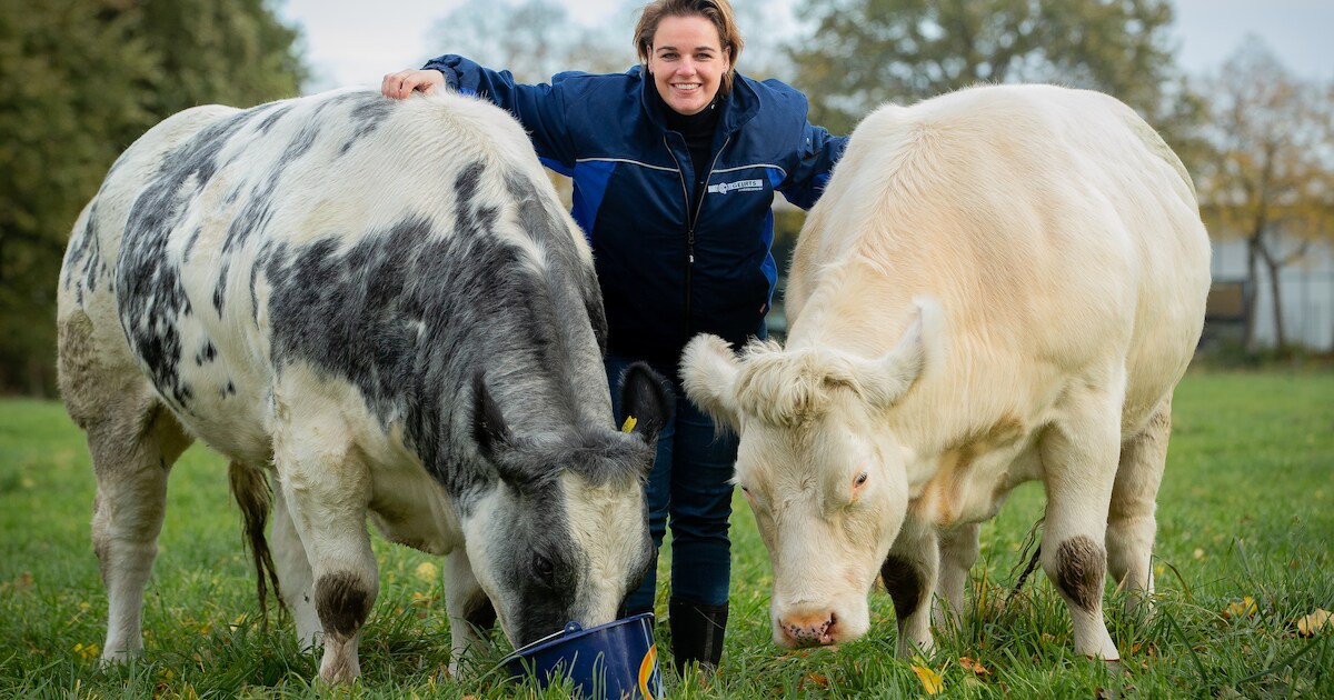 Dikbil Ettie (4) had de koningin van de Leste Mert kunnen worden, maar ...