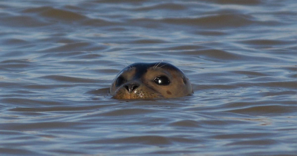 Zeehond gespot in de Waal bij Nijmegen: ‘Ik zag ineens een hoofdje ...