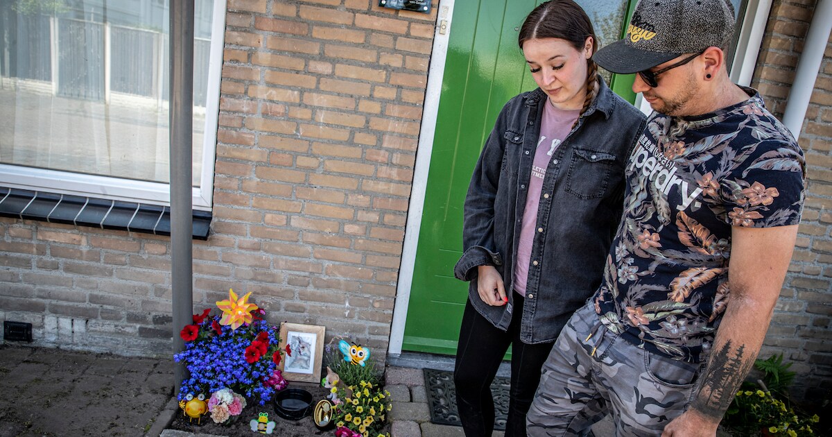 Pakketbezorger schopt hondje Maya dood: ‘Ze kwispelde nog even met haar ...