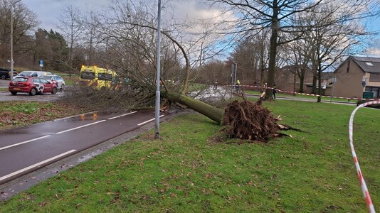 TERUGLEZEN | Verbinding naar A73 dicht door omgewaaide boom • In het noorden nog kans op ...