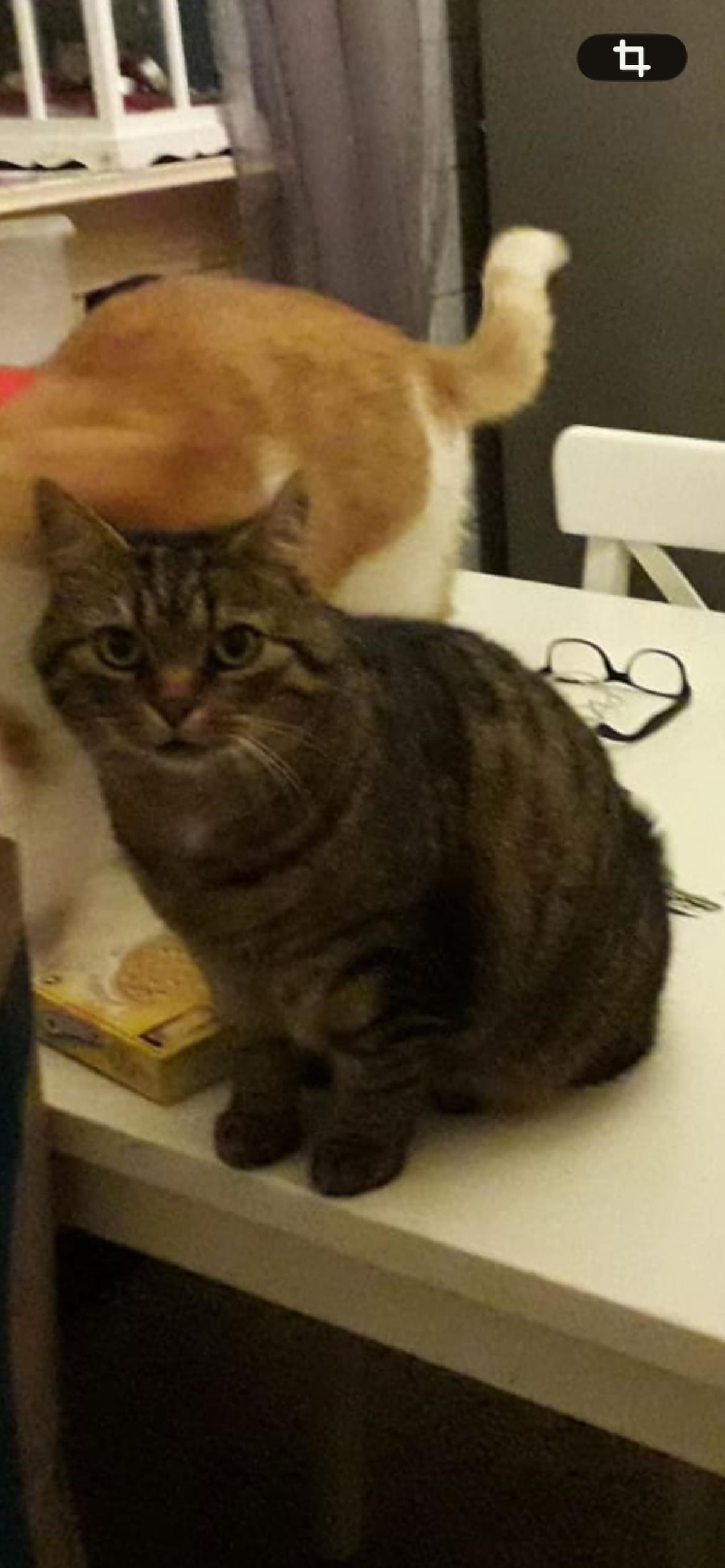 Heb jij Muisje gezien? Dit huisdier wordt in Nijmegen vermist ...