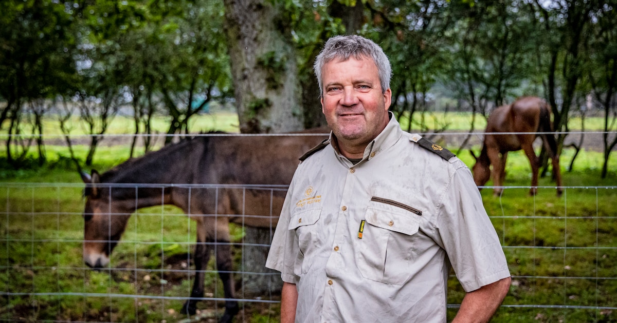 De Hoge Veluwe zet bijzonder wapen in om wolf te weren: ‘Dit is de Rico ...