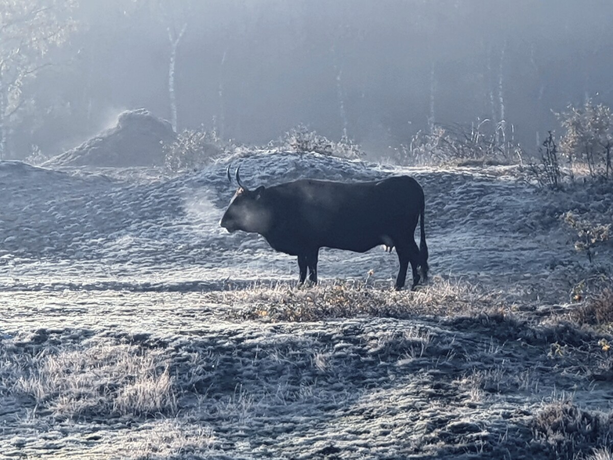 Mooi Maashorst: stuur jouw foto in en bekijk die van anderen | Foto ...