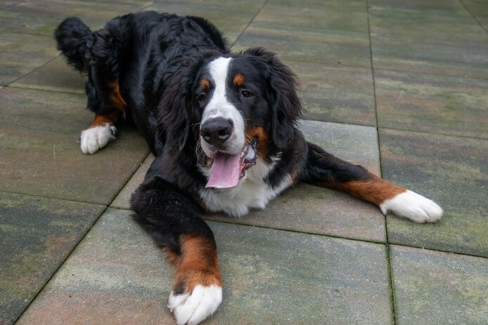 Groot alarm om kauwbot voor honden dat ‘weerwolfsyndroom’ kan ...