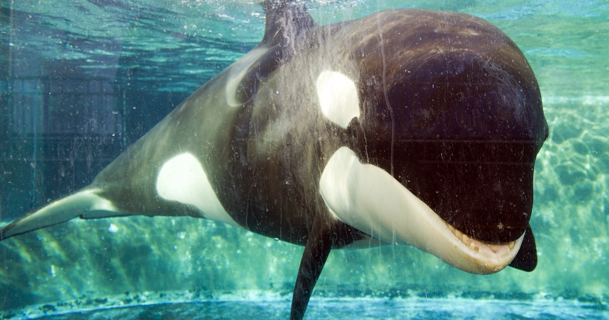 Twijfels rond waarneming kwartet orka's | Nieuws | De Gelderlander.nl