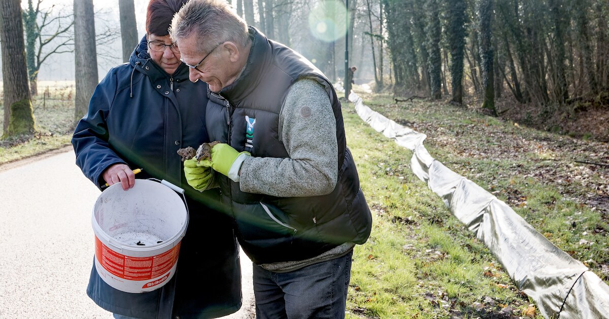 Pak de emmers er maar weer bij: de padden moeten overgezet, en dat een ...