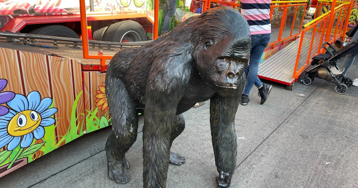 Kermisaap ‘Bokito’ na vermissing op Tilburgse Kermis weer gestolen ...