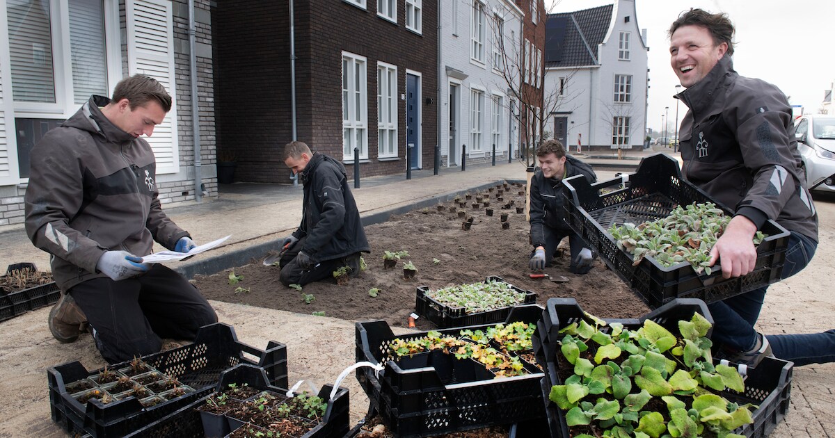 Water vasthouden zónder muggen maar mét mooie planten: Meteren heeft z ...