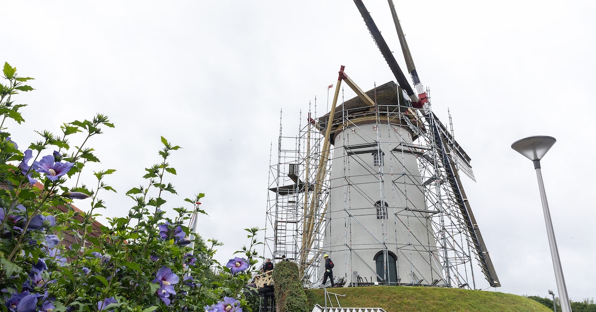 Oude molen in Lobith compleet in de steigers voor renovatie: ‘Pikkende ...