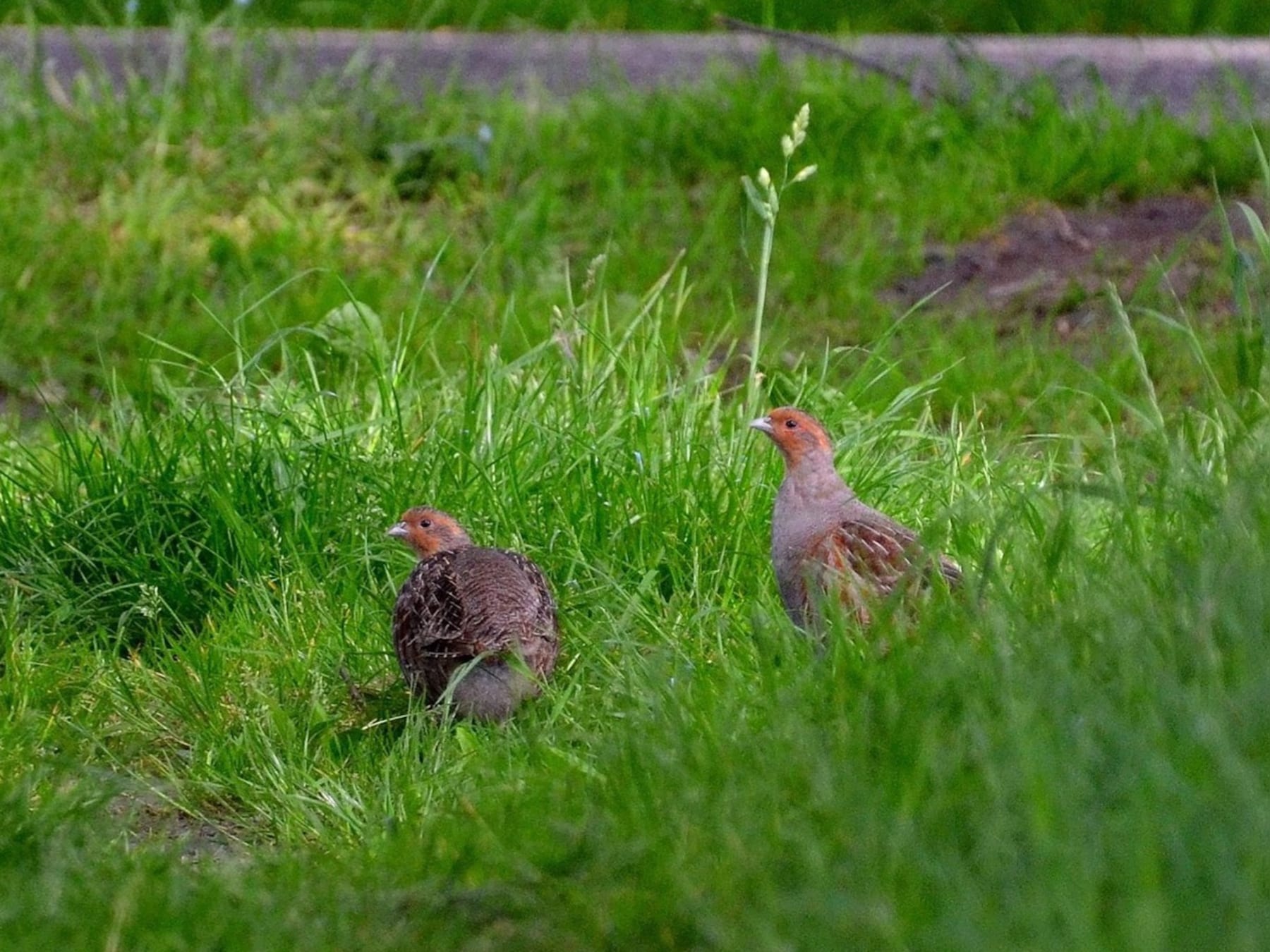 De Griethse Poort in Zevenaar grondig gerenoveerd: zo mooi is ...