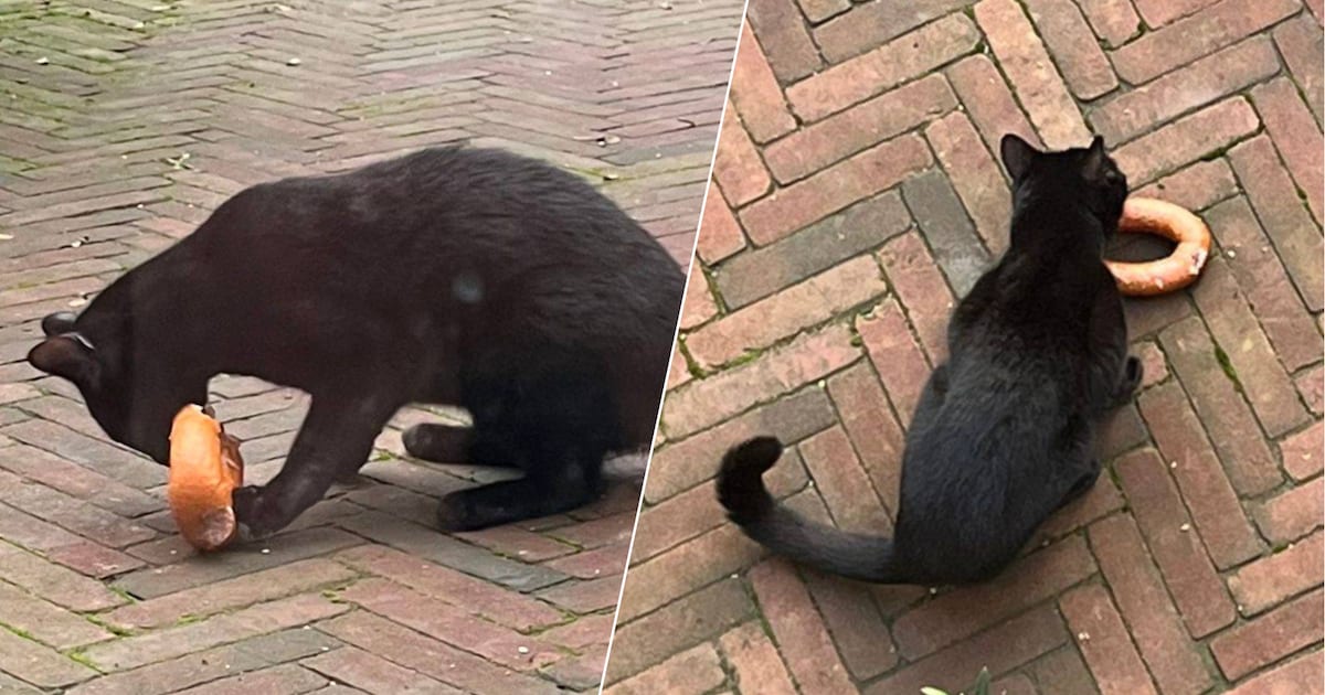 Kater Louis komt al hele week met rookworsten thuis, maar waar haalt hij ze vandaan ...