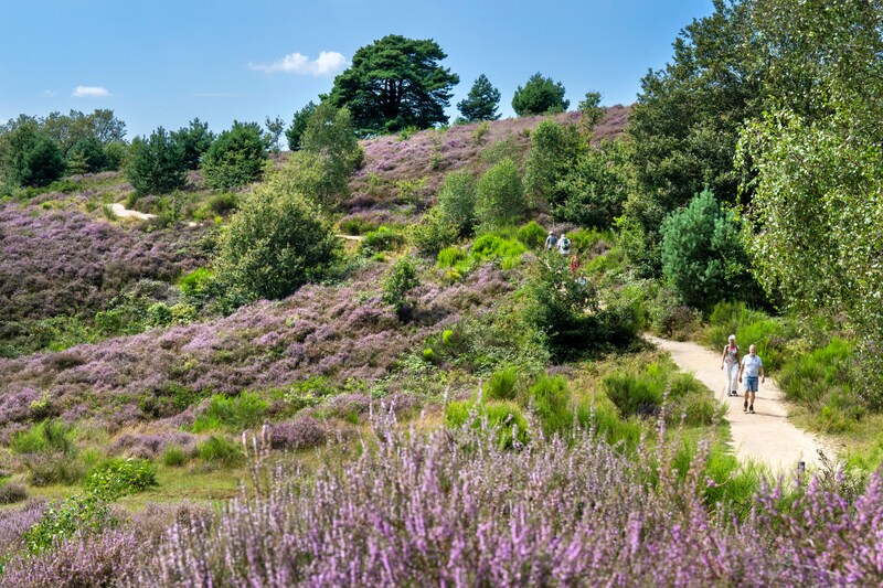 Dol op paarse heide? De velden veranderen langzaam in een paarse ...