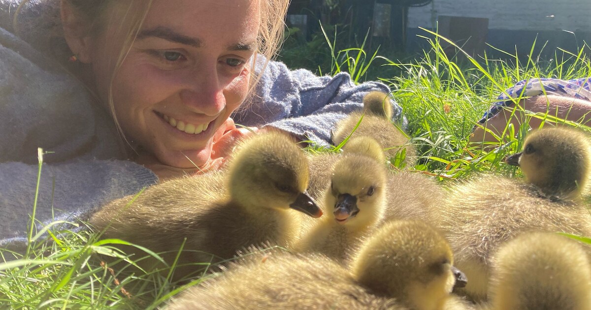 Op een dag zwommen deze ganzen achter Bram en Lucy aan, nu wonen ze in ...