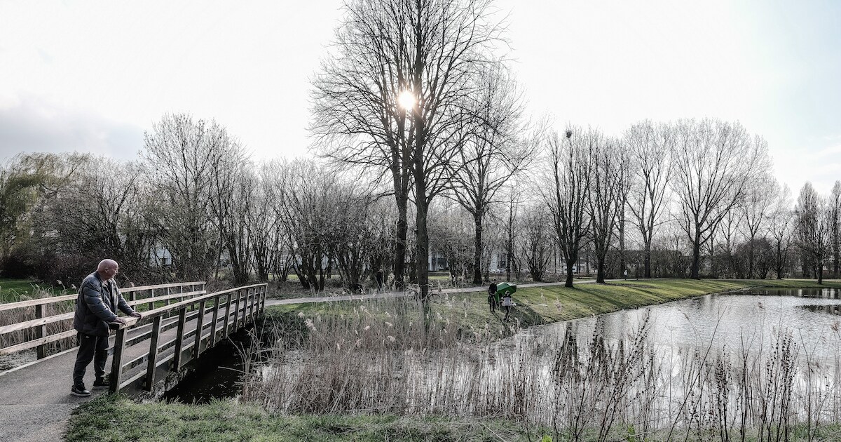 Roeken bouwen tien nieuwe nesten in Zevenaars park Rosorum: ‘Kwestie ...