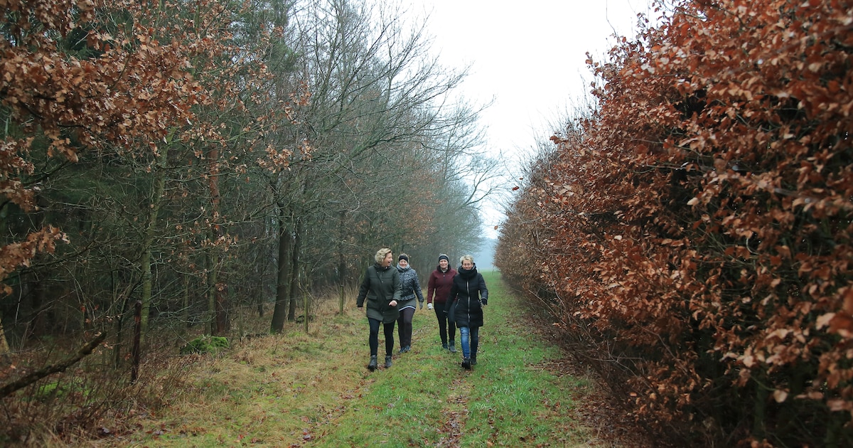 Winterwandeling Ruurlo: vier routes door bossen en zandwegen | Regio ...