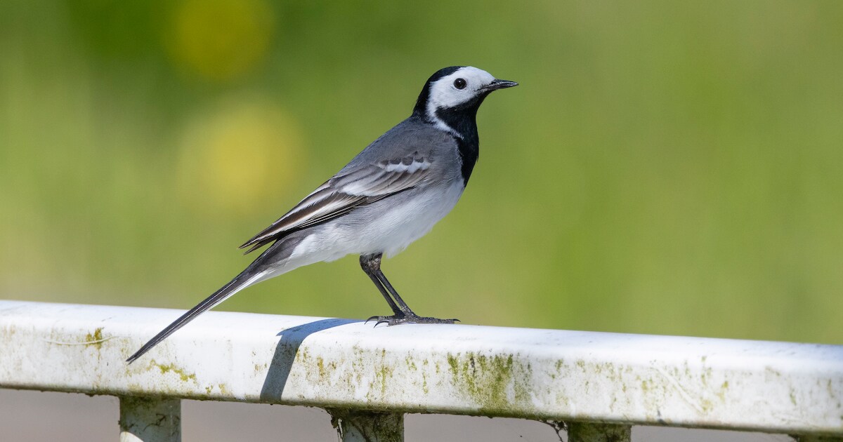Jammer dat we geen volksnamen meer verzinnen voor vogeltjes | Extra ...