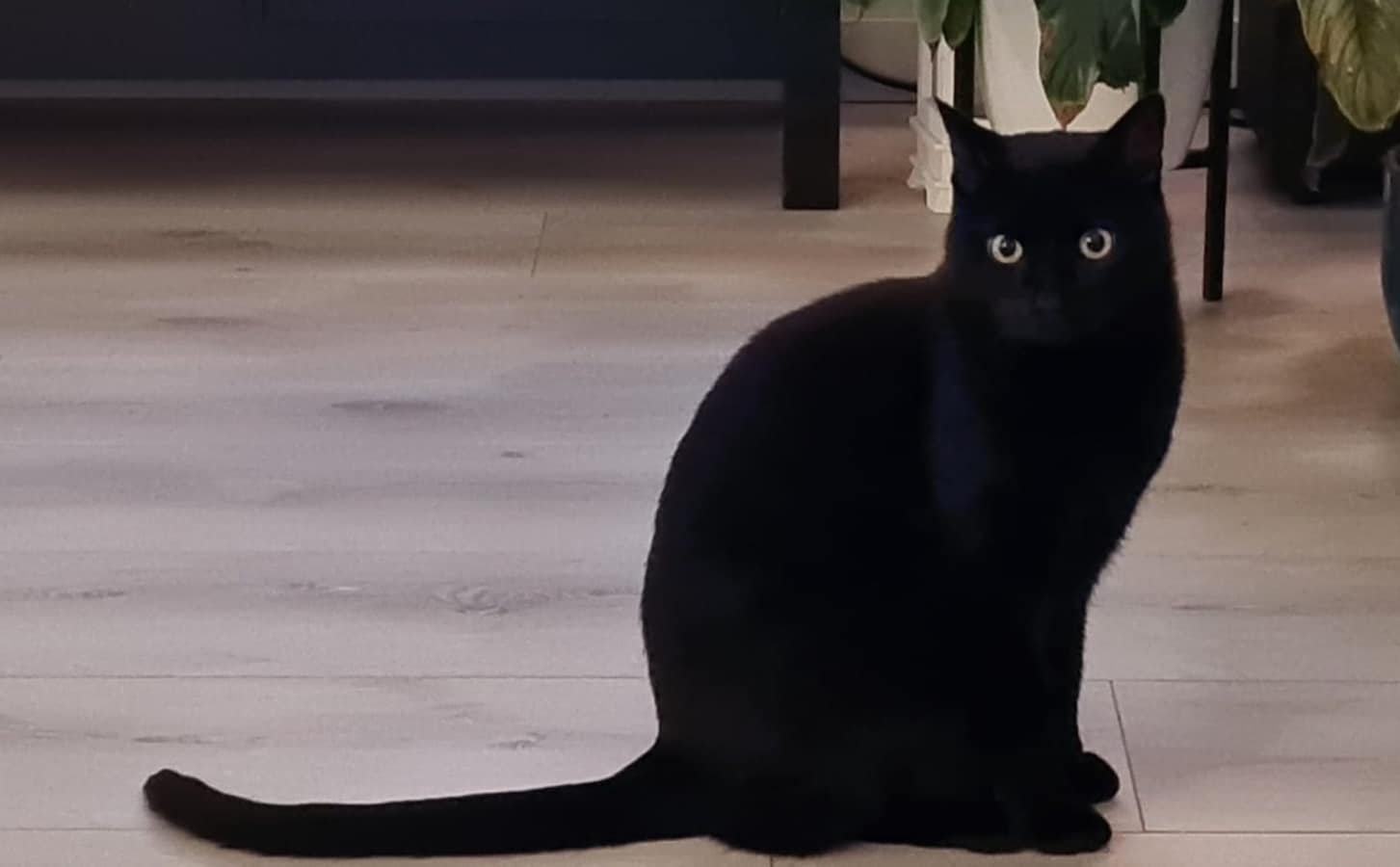 Heb jij Kitu, Moos of Nero gezien? Deze vijf huisdieren worden in ...