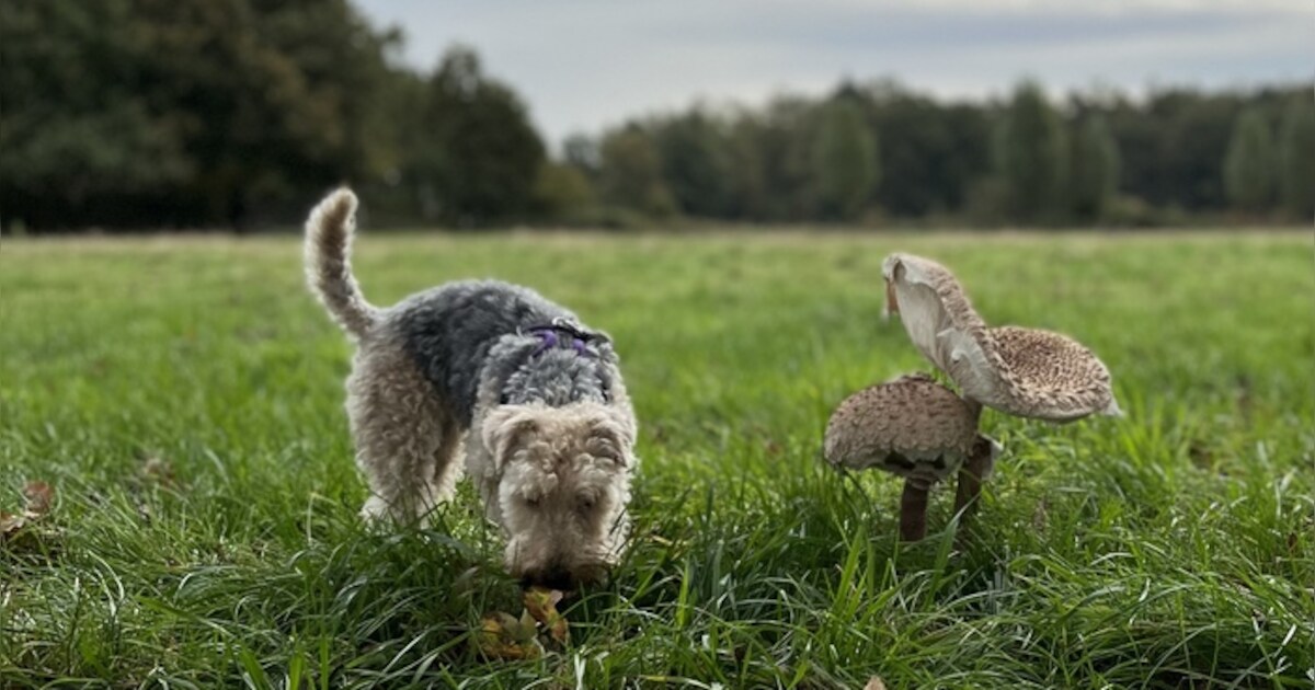 Rechter oordeelt over ruzie om hondje; Woody moet naar Groenlo als ex ...