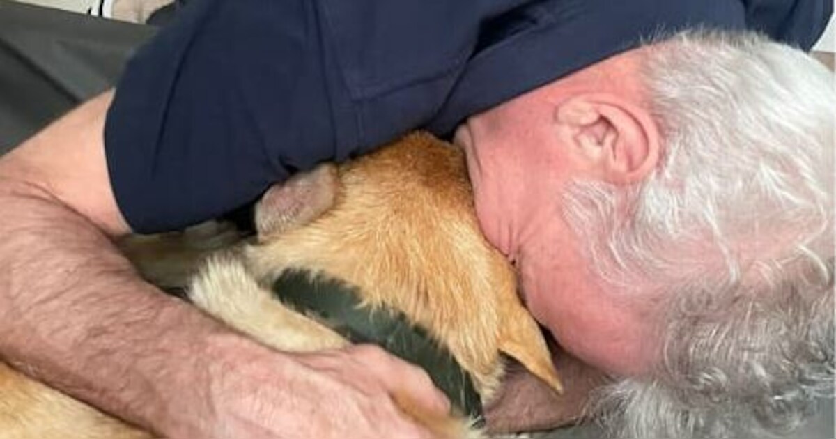 Weggelopen hond Suus is na acht ‘zenuwslopende’ dagen eindelijk terug ...