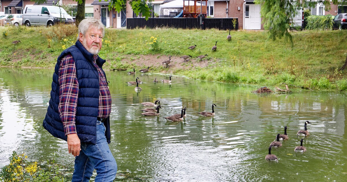 Ganzen zorgen voor steeds meer overlast: ’Ze schijten de hele boel ...