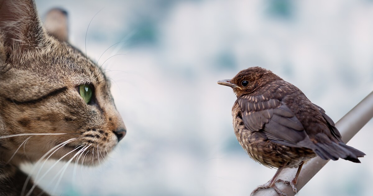 Een avondklok voor katten? Berg en Dal begint er niet aan | Berg en Dal ...