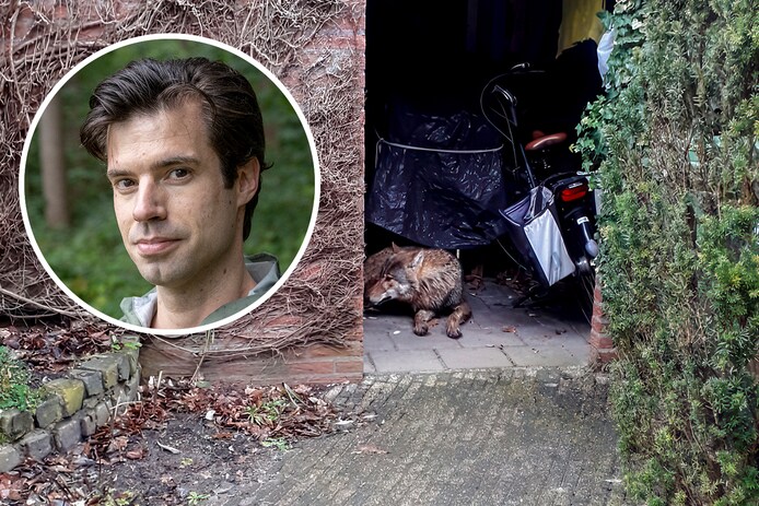 Wolvenkenner over aangereden wolf in schuurtje: ‘Het is geen huisdier dat je zomaar even kunt ...