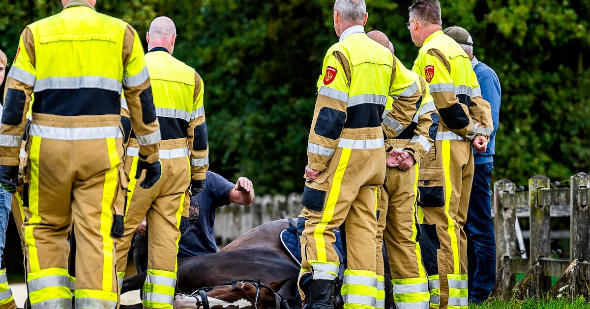 Paard zakt in elkaar en overlijdt, ruiter raakt door val bekneld ...