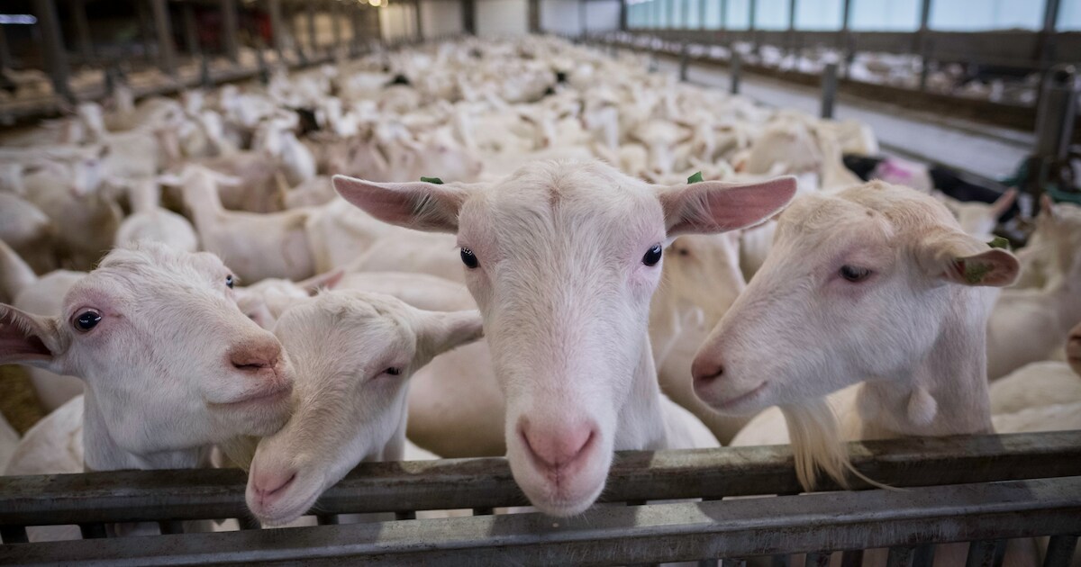 Illegale geiten, maar Betuwse geitenhouder krijgt toch vergunning voor ...