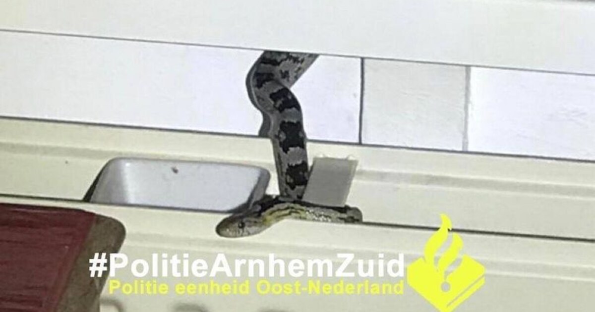 Arnhemse krijgt ongewenst bezoek: slang kruipt over de verwarming in ...